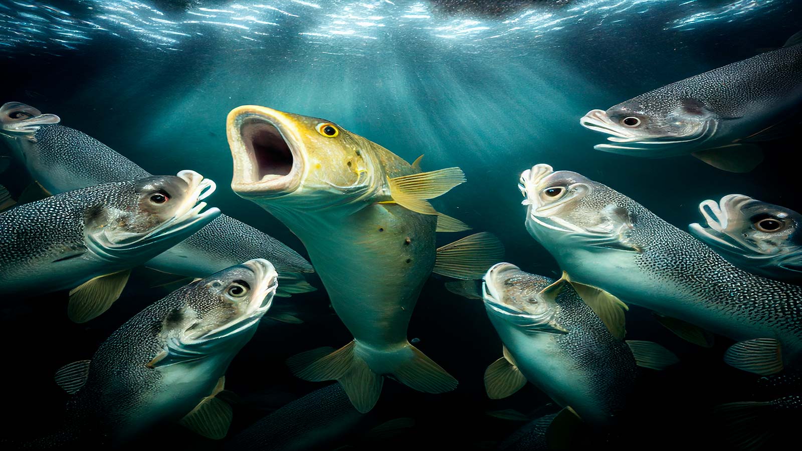 Demo Stage: Torsk på Tekniska - Tekniska museet