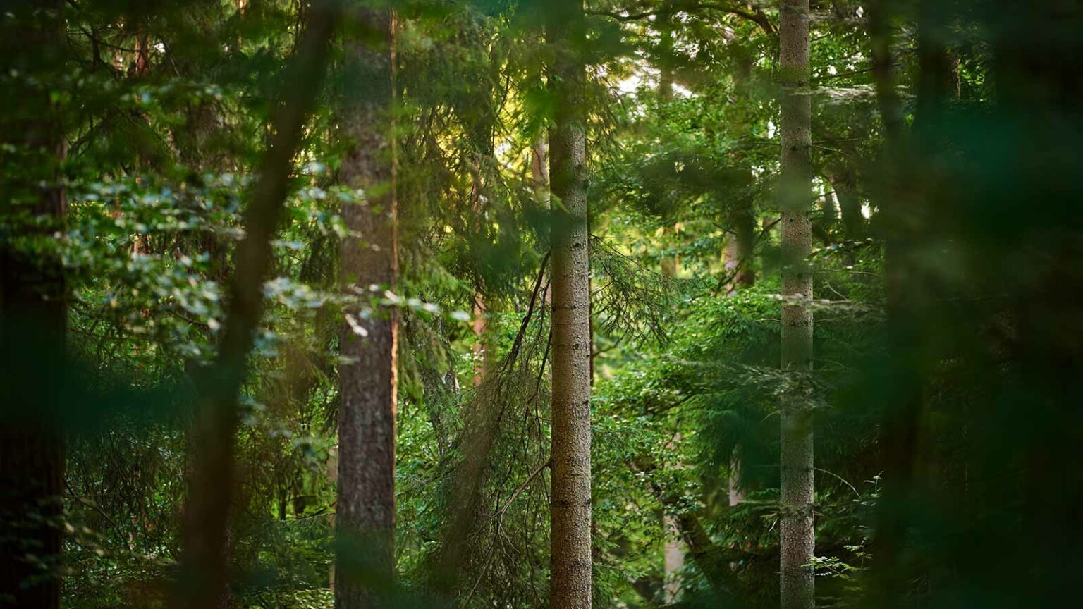 Skogen - Tekniska museet